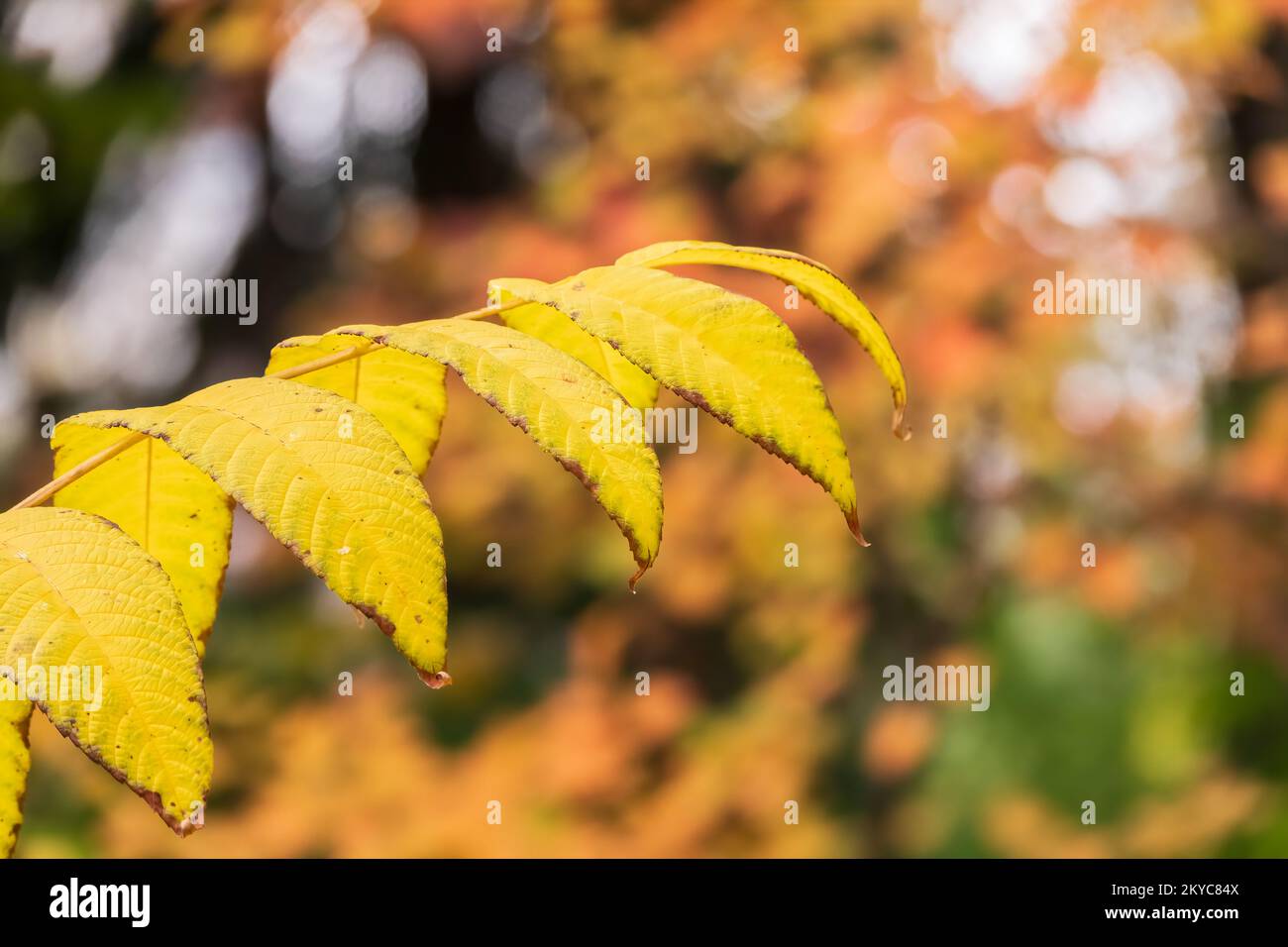 Yellow autumn leaves of Juglans mandshurica, Manchurian walnut ...