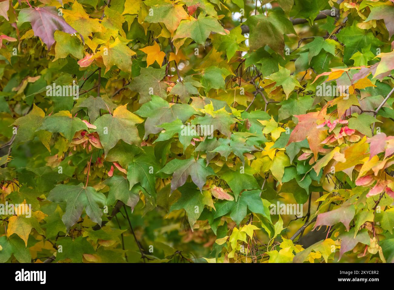 Maple branches with yellow leaves in autumn, in the light of sunset. Dry autumnal leaves ...