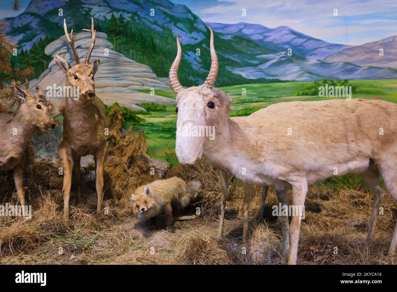 A nature diorama with taxidermy, stuffed examples of local animals ...
