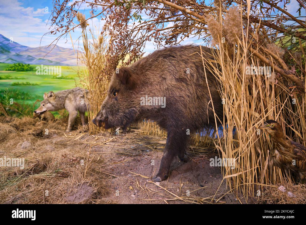 A nature diorama with taxidermy, stuffed examples of local animals ...