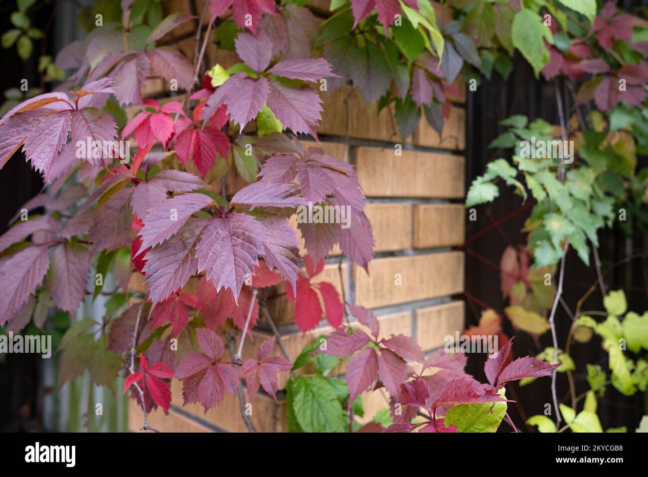 Burgundy and green ivy foliage enveloped a brick fence, in the ...