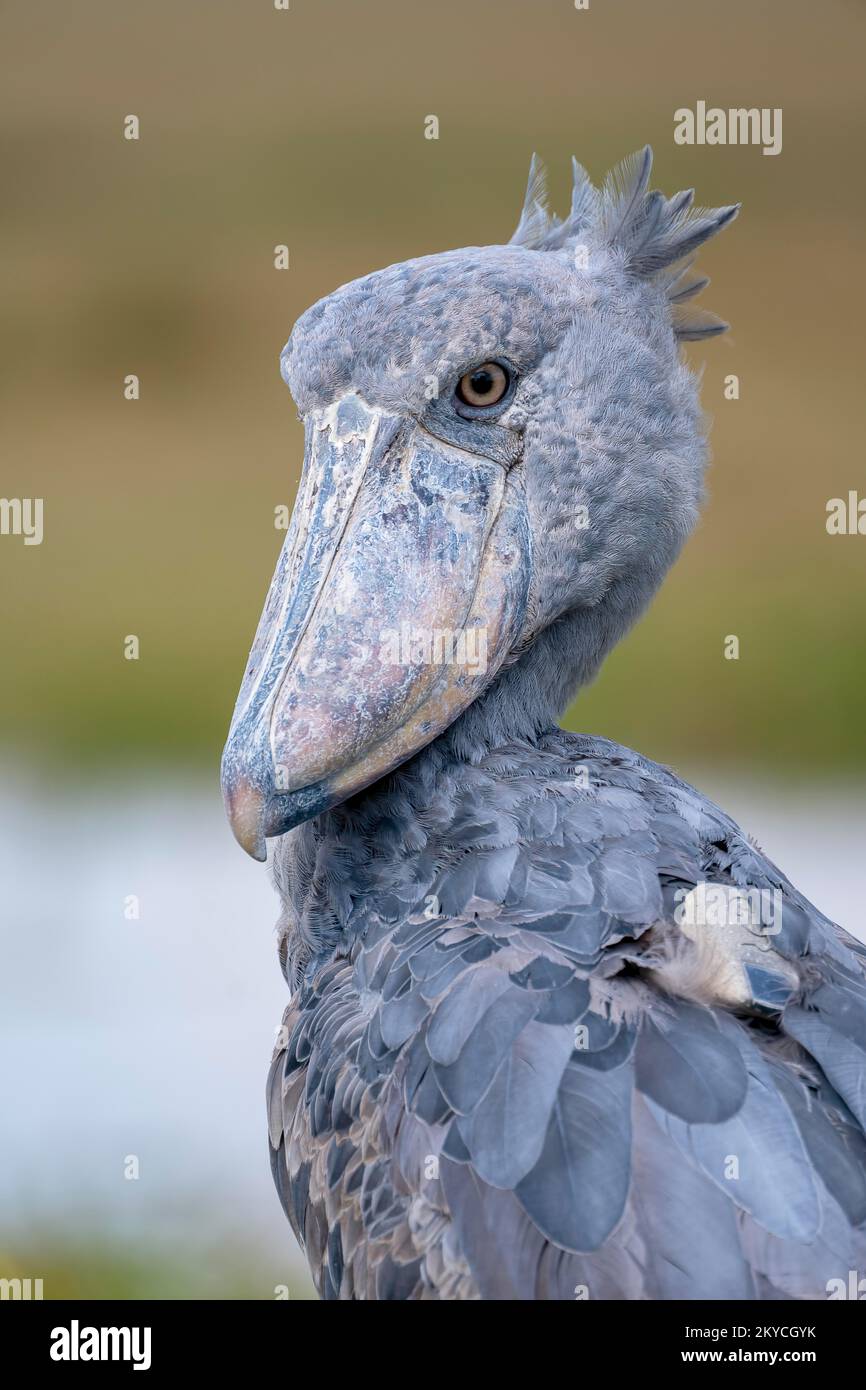 Shoebill (Balaeniceps rex), also Abu Markub, animal portrait, Bangweulu ...