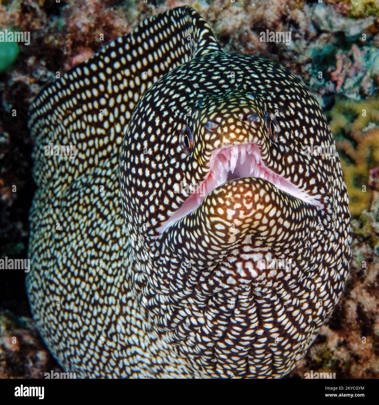 Turkey moray (Gymnothorax meleagris) with slightly open mouth showing ...