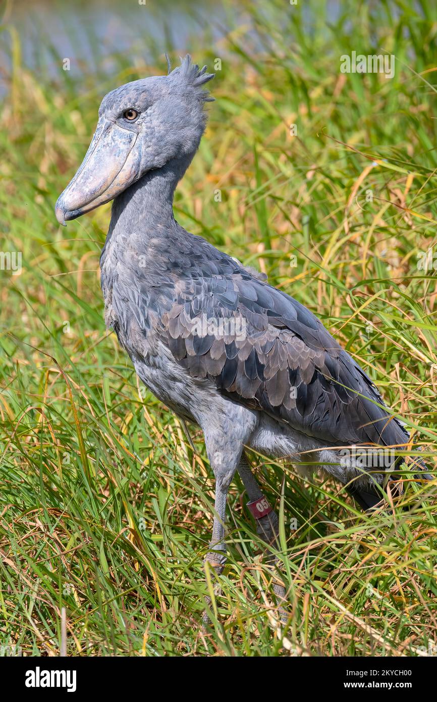 Shoebill (Balaeniceps rex), also Abu Markub, Bangweulu Swamps, Zambia ...