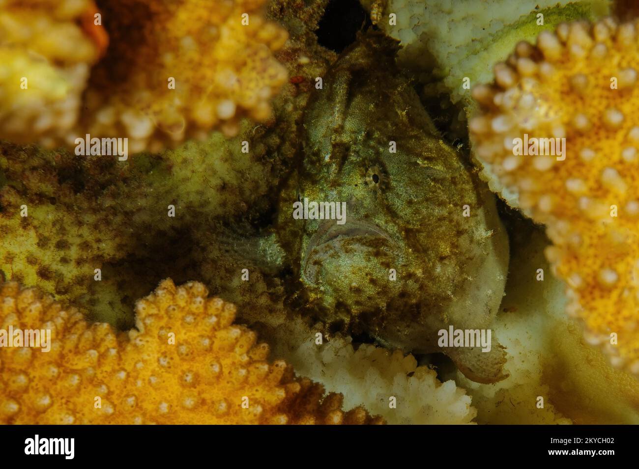 Abantennarius nummifer hi-res stock photography and images - Alamy