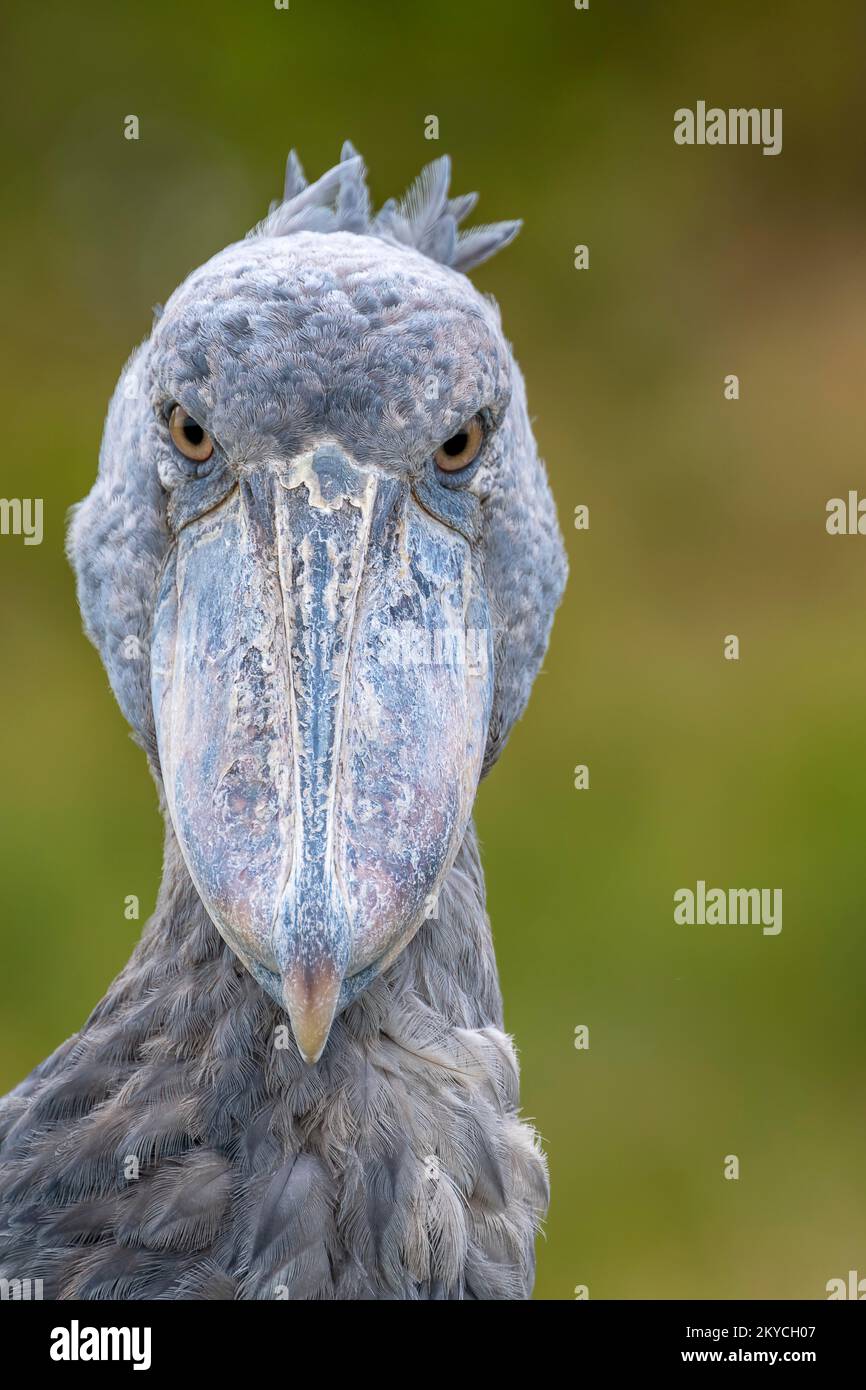 Shoebill (Balaeniceps rex), also Abu Markub, animal portrait, Bangweulu ...