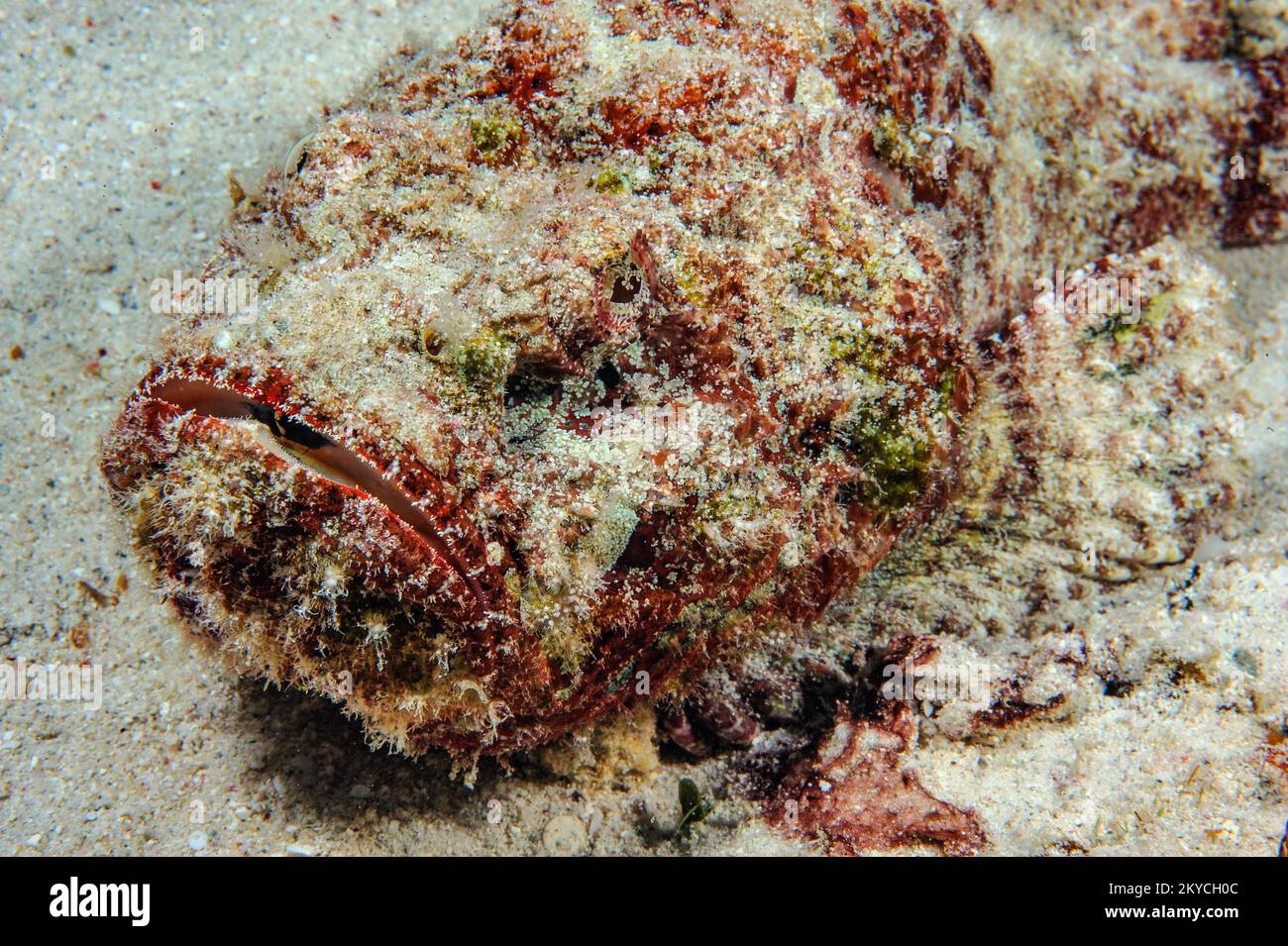 Close-up of head Head portrait of venomous stonefish venomous marine ...