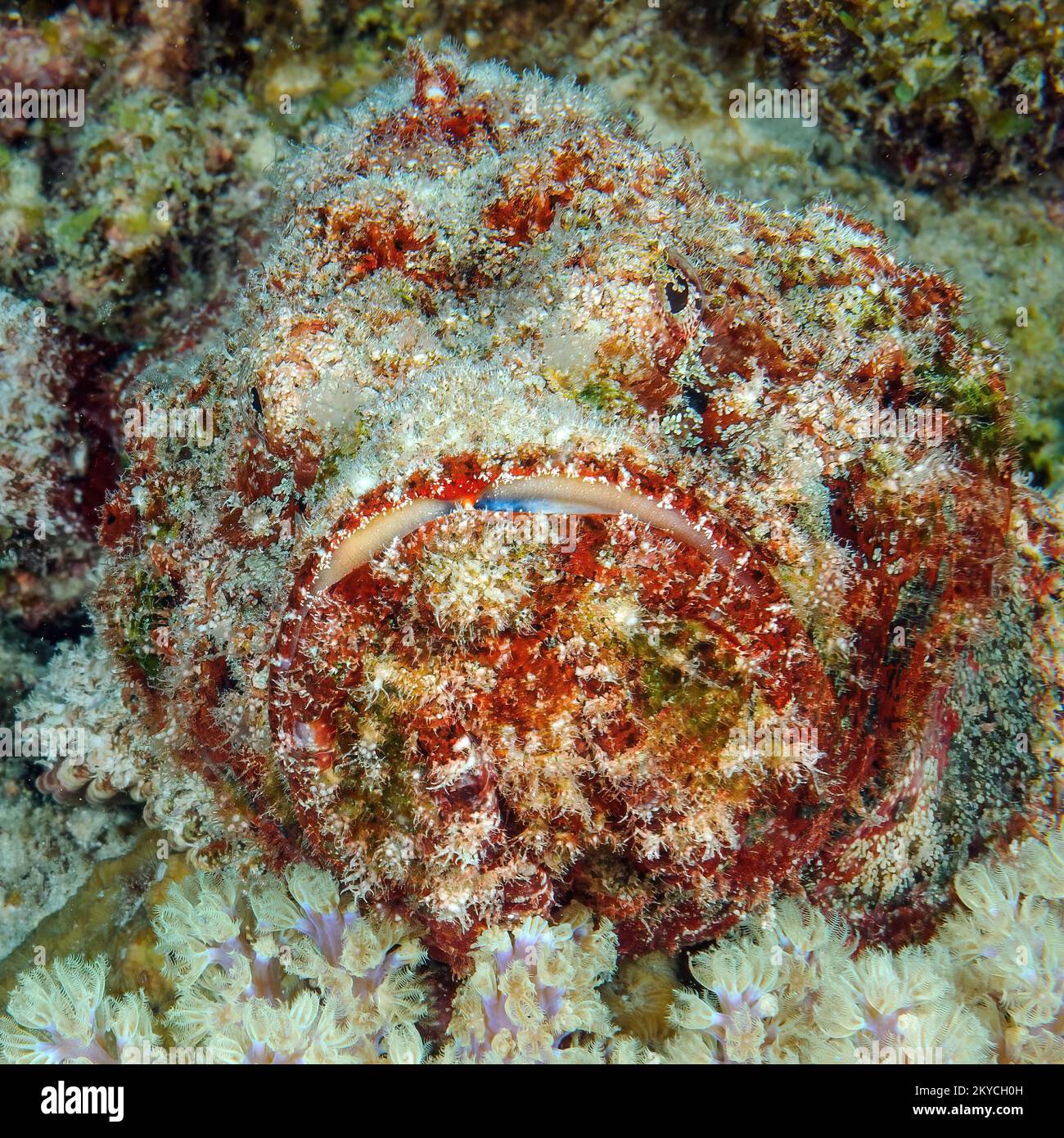 Venomous marine animal hi-res stock photography and images - Alamy