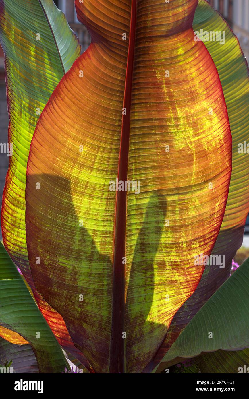 Banana (Musa) leaf in backlight, Bavaria, Germany Stock Photo - Alamy
