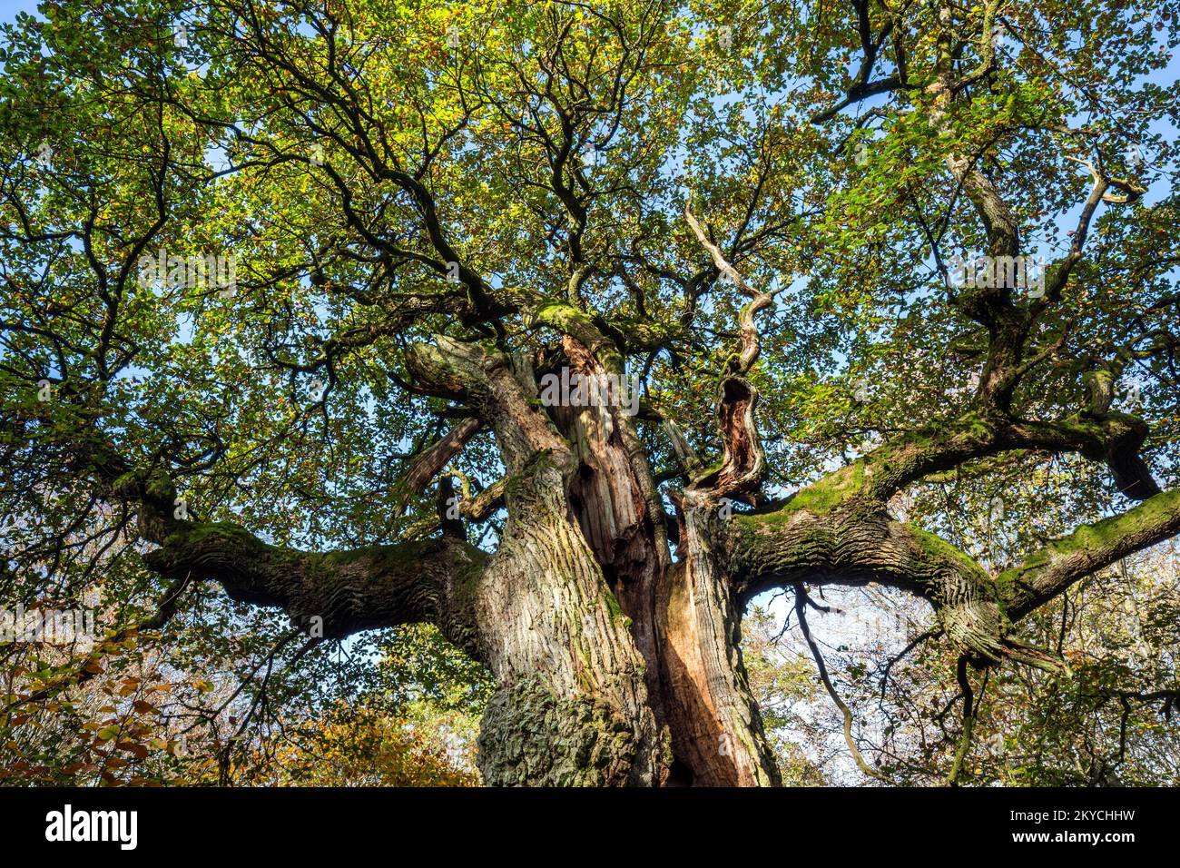 Old English oak (Quercus robur), Margarete, primeval forest Sababurg ...