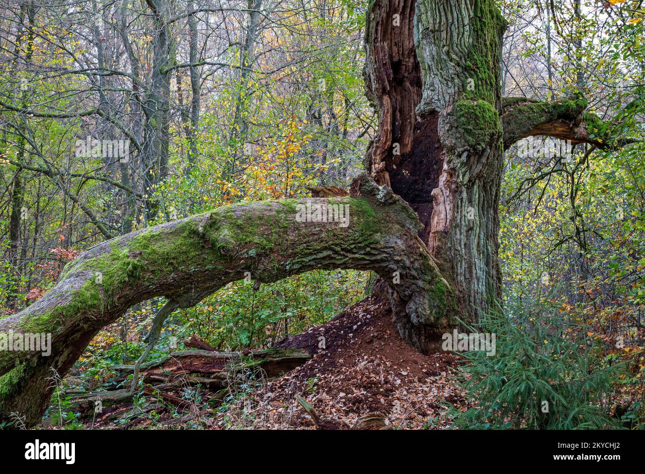 Old English oak (Quercus robur), Margarete, primeval forest Sababurg ...