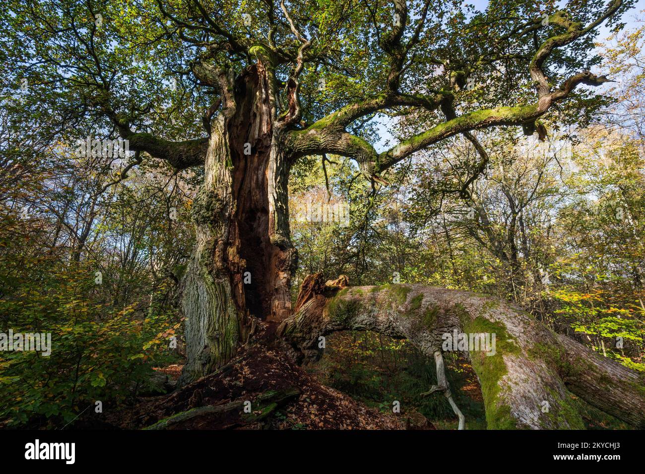 Old English oak (Quercus robur), Margarete, primeval forest Sababurg ...