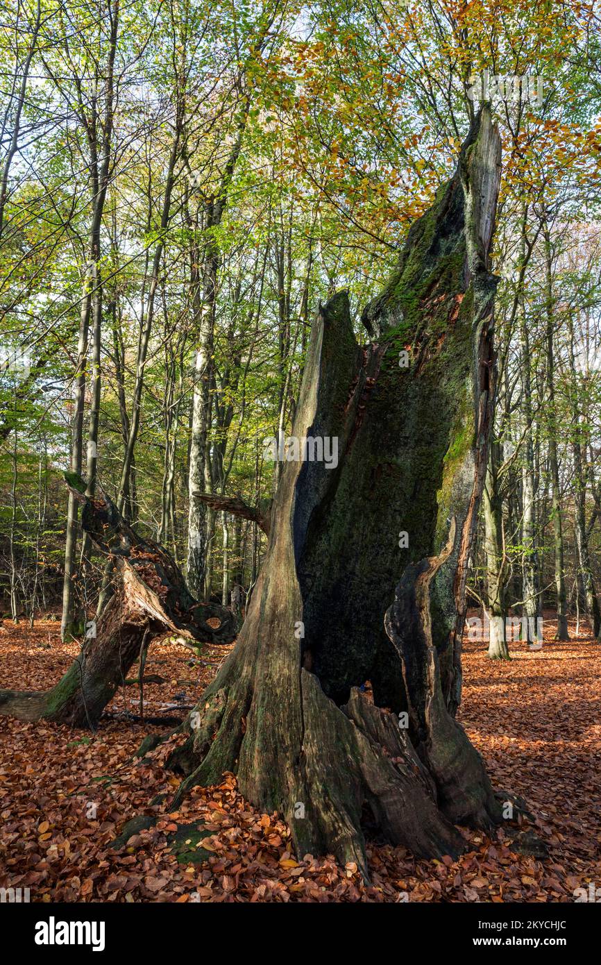 Dead trunk of an old beech in autumn forest, primeval forest Sababurg ...