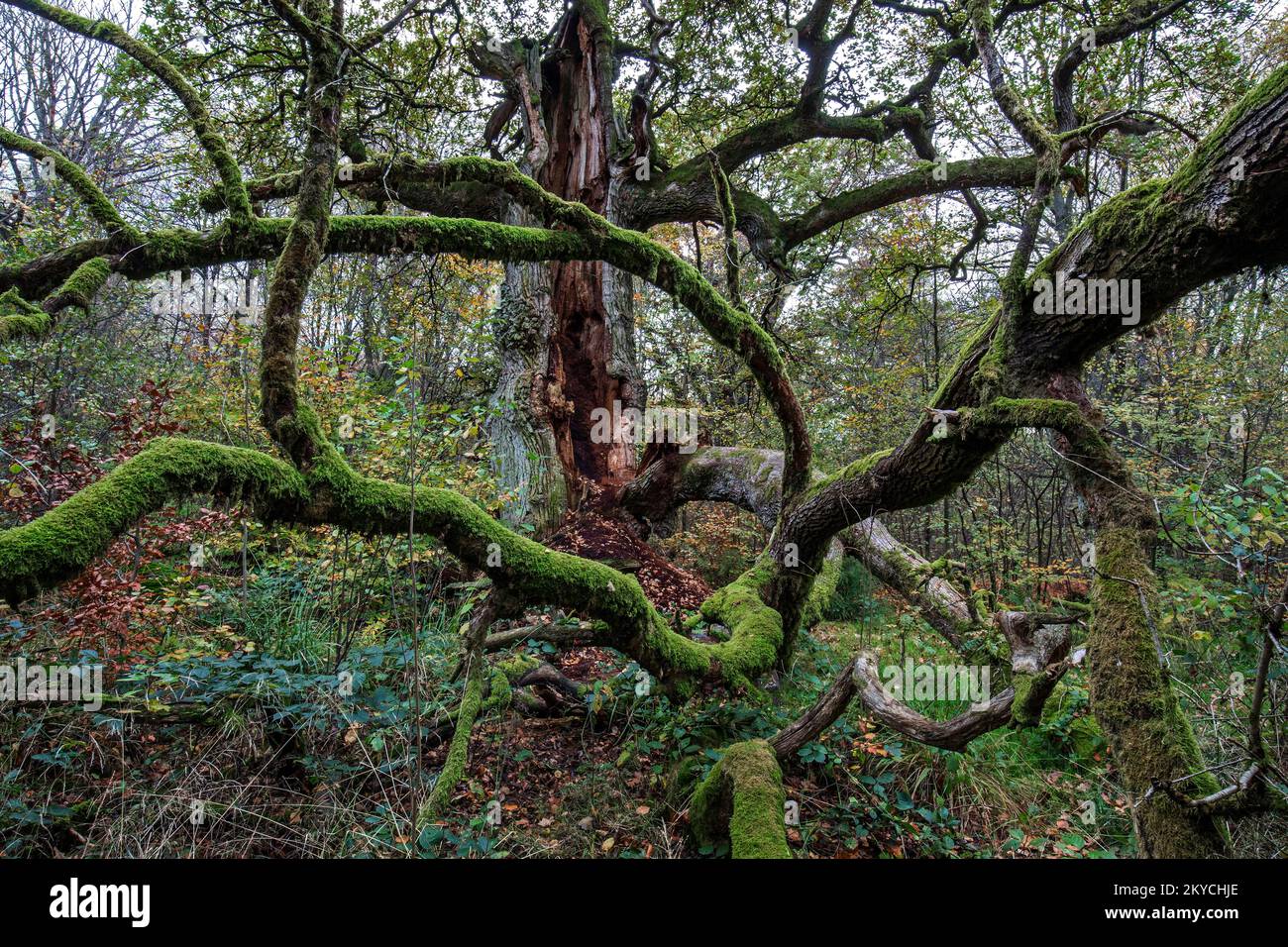 Old English oak (Quercus robur), Margarete, primeval forest Sababurg ...