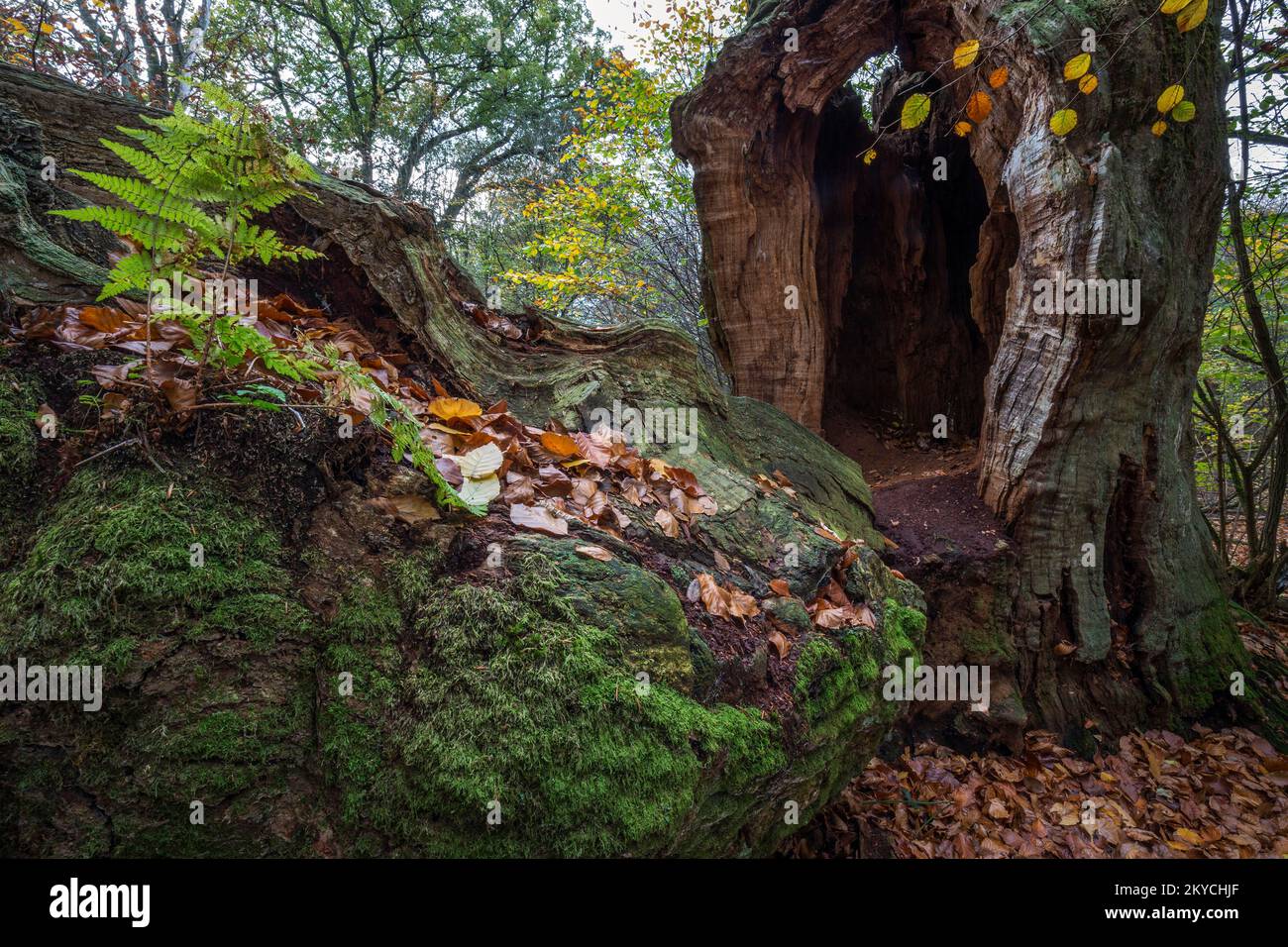 Lte English oak (Quercus robur), heraldic oak, primeval forest Sababurg ...