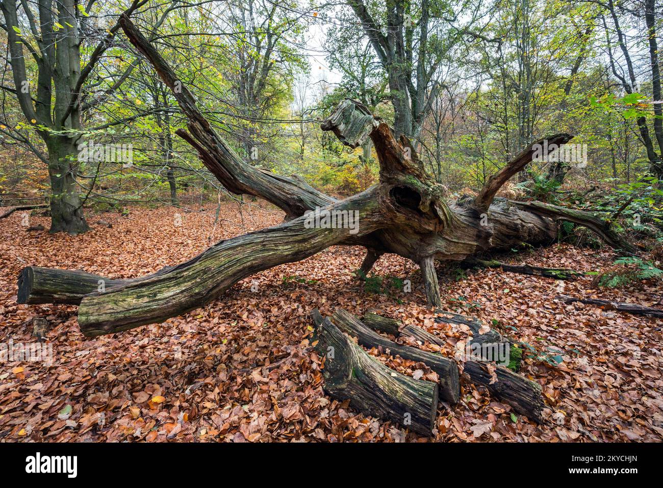 Fallen beech tree trunk hi-res stock photography and images - Alamy