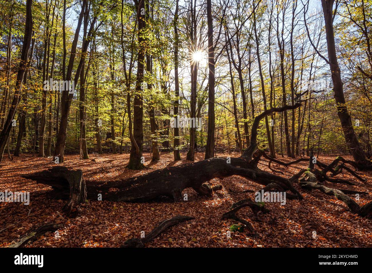 Beech trees in autumn forest, backlight, primeval forest Sababurg, Reinhardswald nature park ...