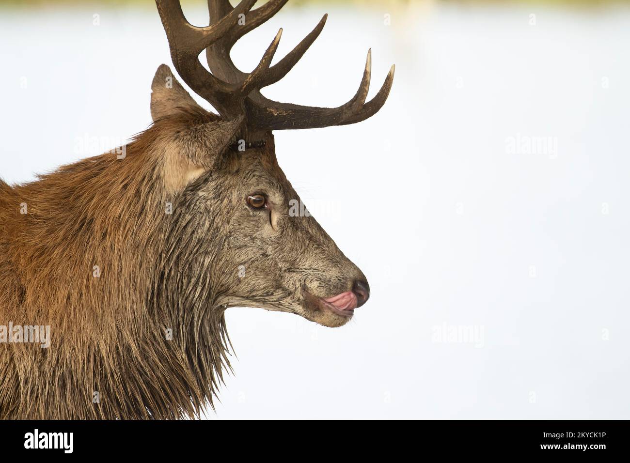 Stag head hi-res stock photography and images - Alamy