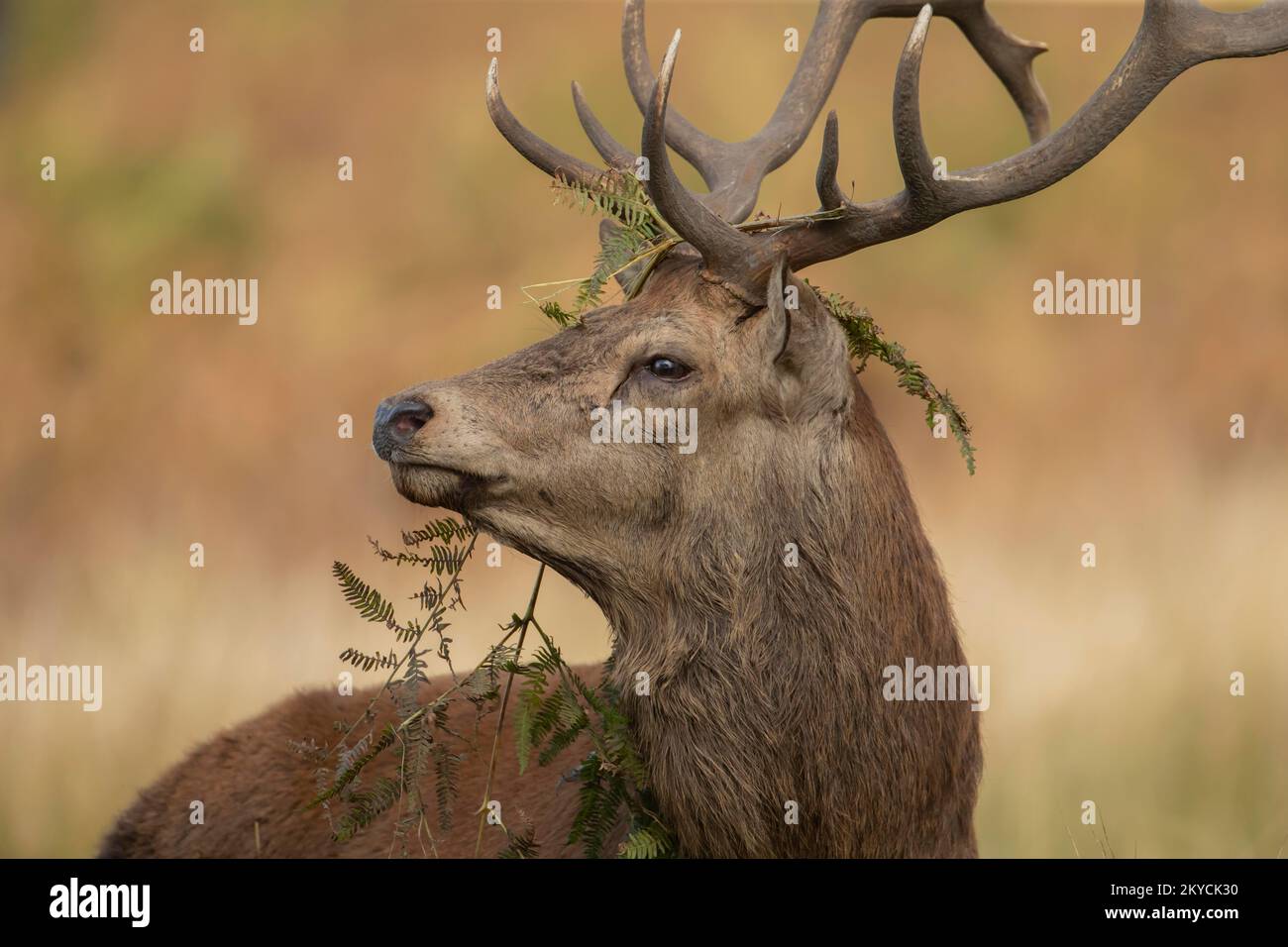 Stag head hi-res stock photography and images - Alamy
