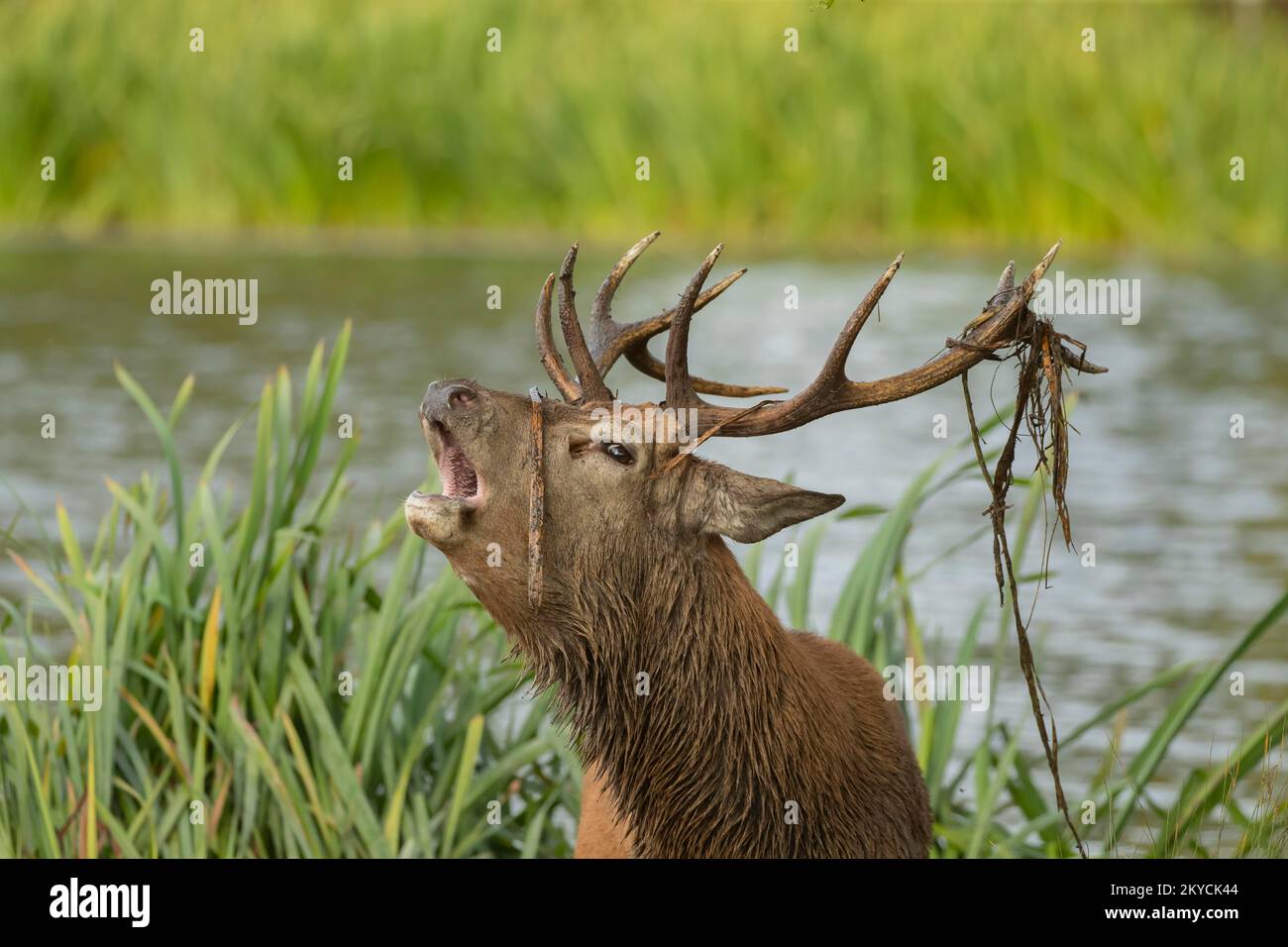 Red deer (Cervus elaphus) adult male stag roaring during the rutting ...