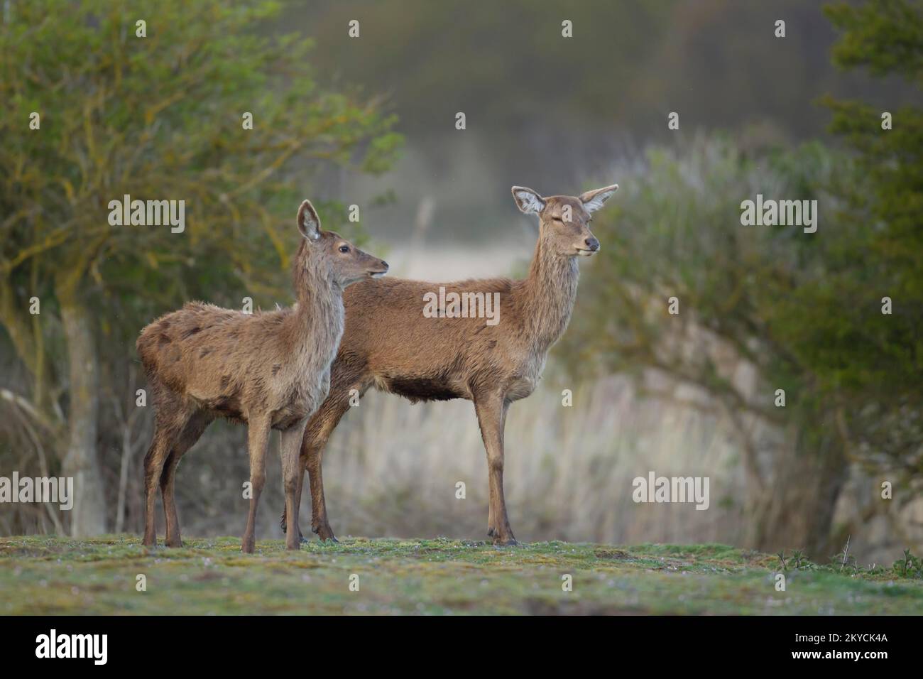 Red deer (Cervus elaphus) adult female and juvenile fawn standing ...