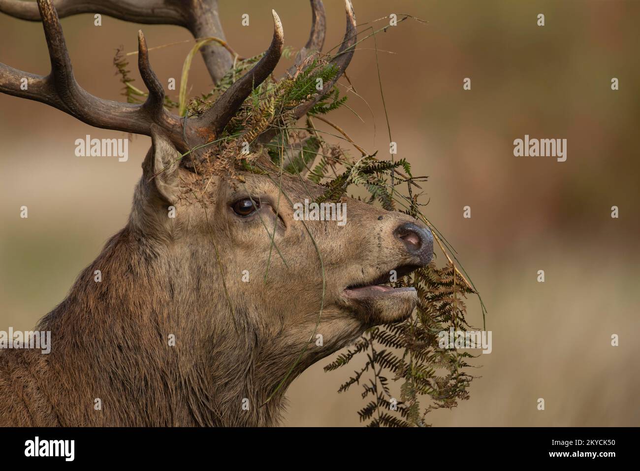 Stag head hi-res stock photography and images - Alamy