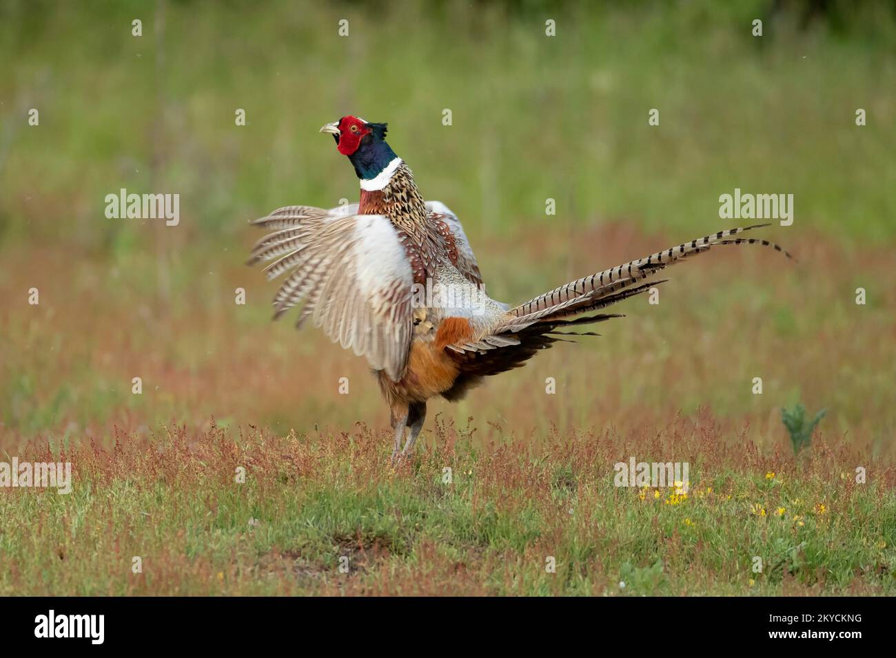Common or Ring-necked pheasant (Phasianus colchicus) adult male bird ...