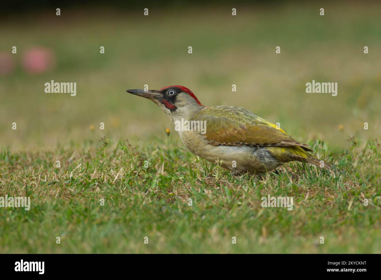 Picus viridis england hi-res stock photography and images - Alamy