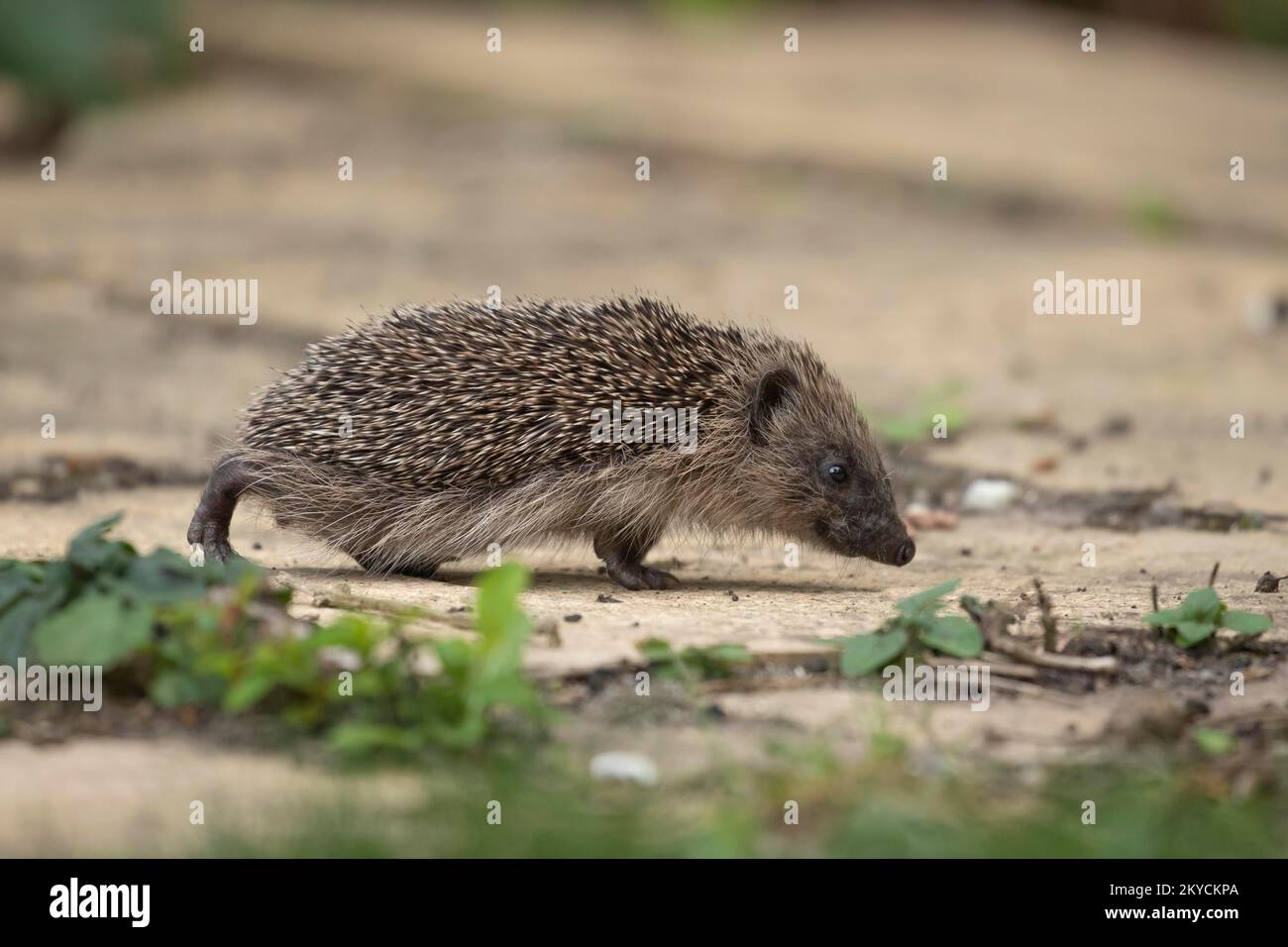 Hedgehog on garden path hi-res stock photography and images - Alamy
