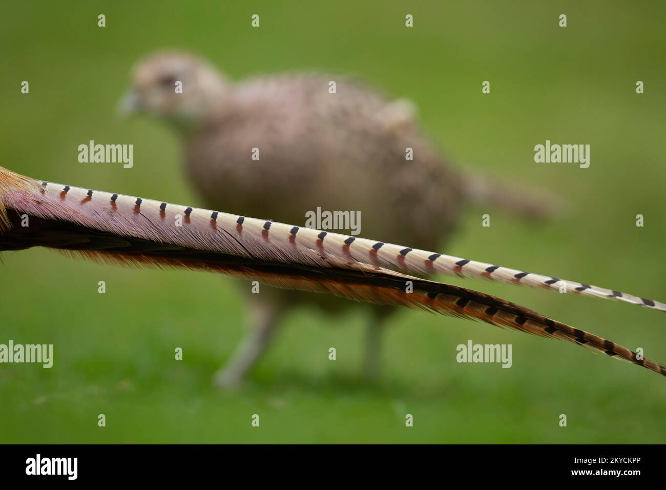 Common or Ring-necked pheasant (Phasianus colchicus) adult female bird ...
