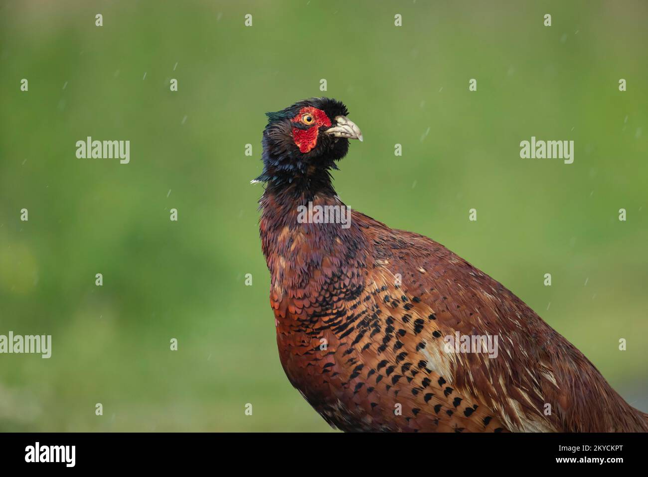 Ring necked pheasant in environment hi-res stock photography and images ...