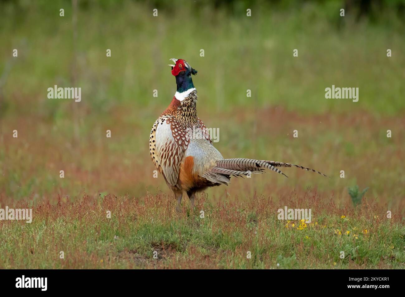 Common or Ring-necked pheasant (Phasianus colchicus) adult male bird ...