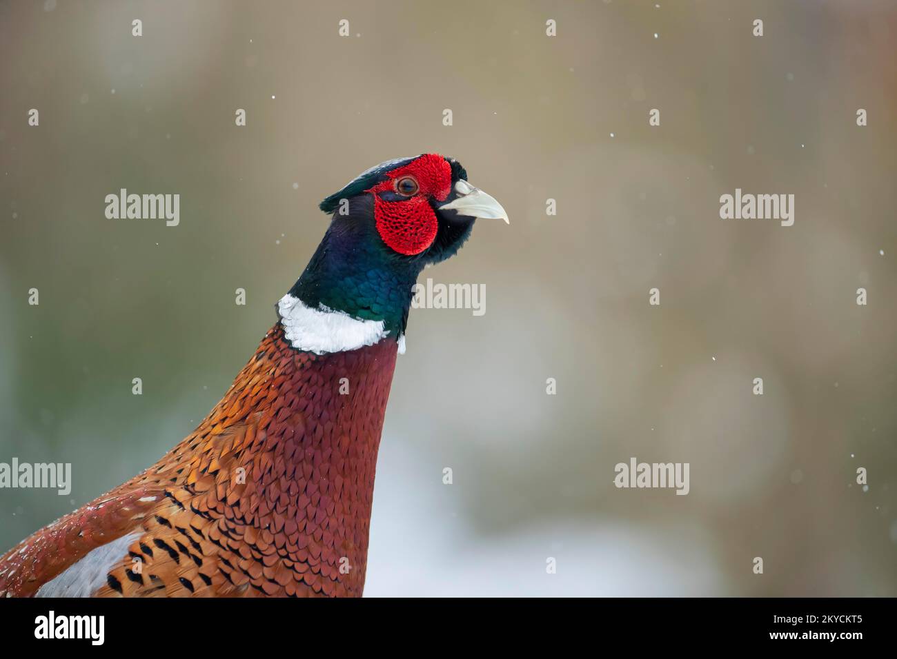 Common or Ring-necked pheasant (Phasianus colchicus) adult male bird ...