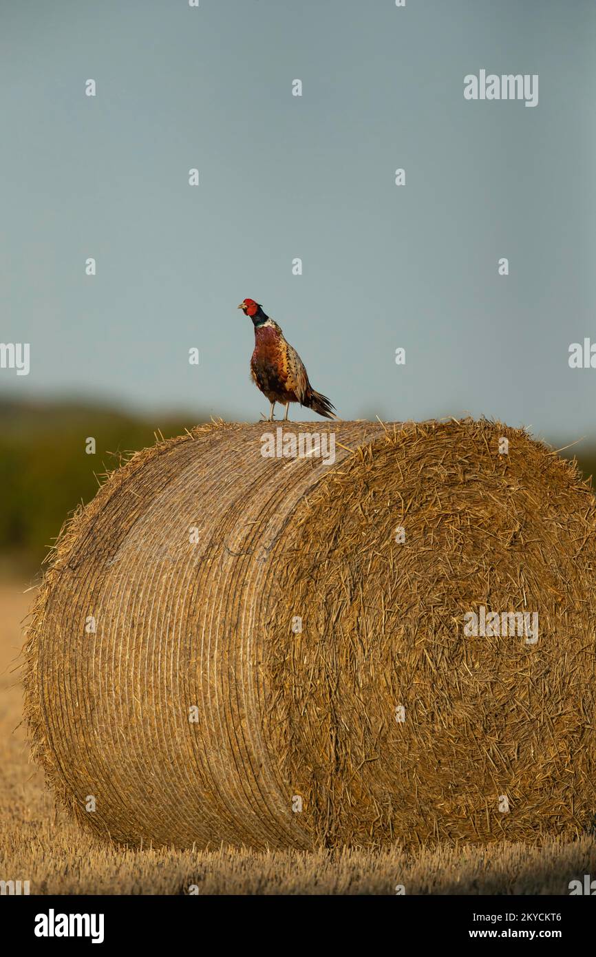 Common or Ring-necked pheasant (Phasianus colchicus) adult male bird ...