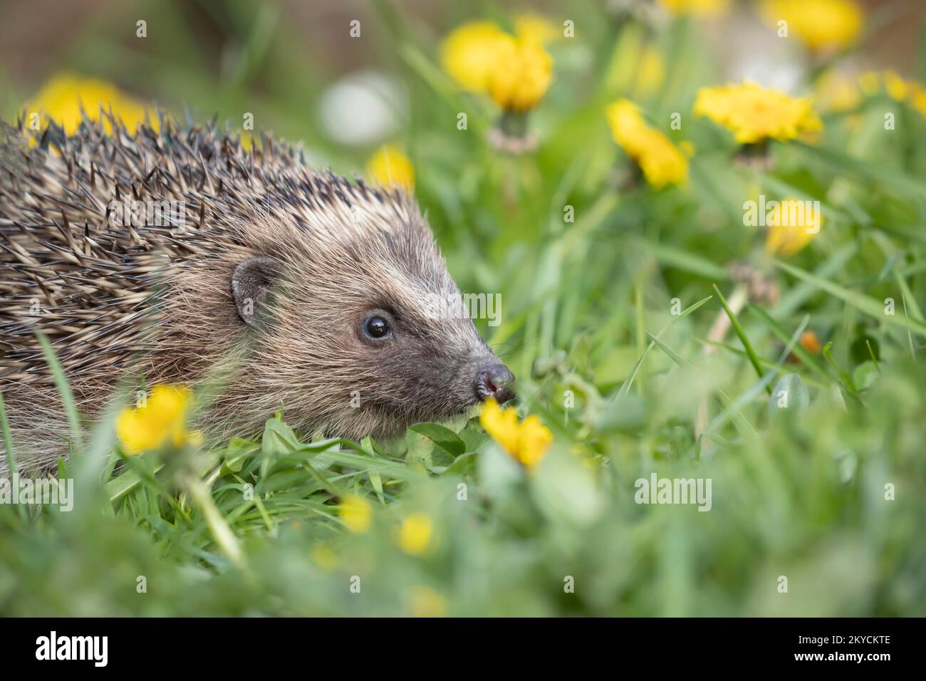European hedgehog (Erinaceus europaeus) adult animal in a spring flower ...