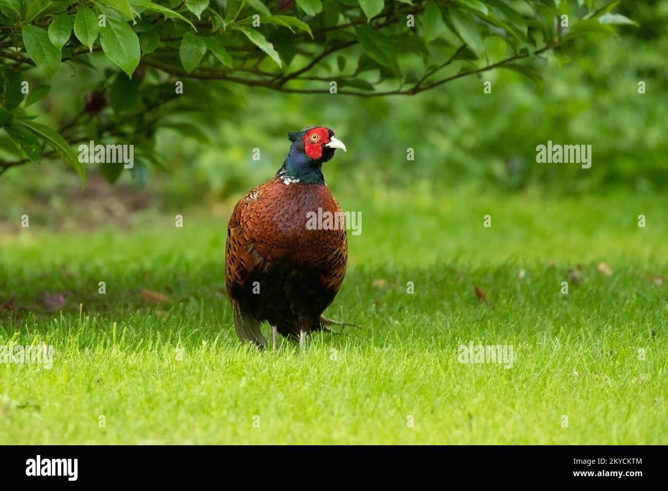 Common or Ring-necked pheasant (Phasianus colchicus) adult male bird on ...