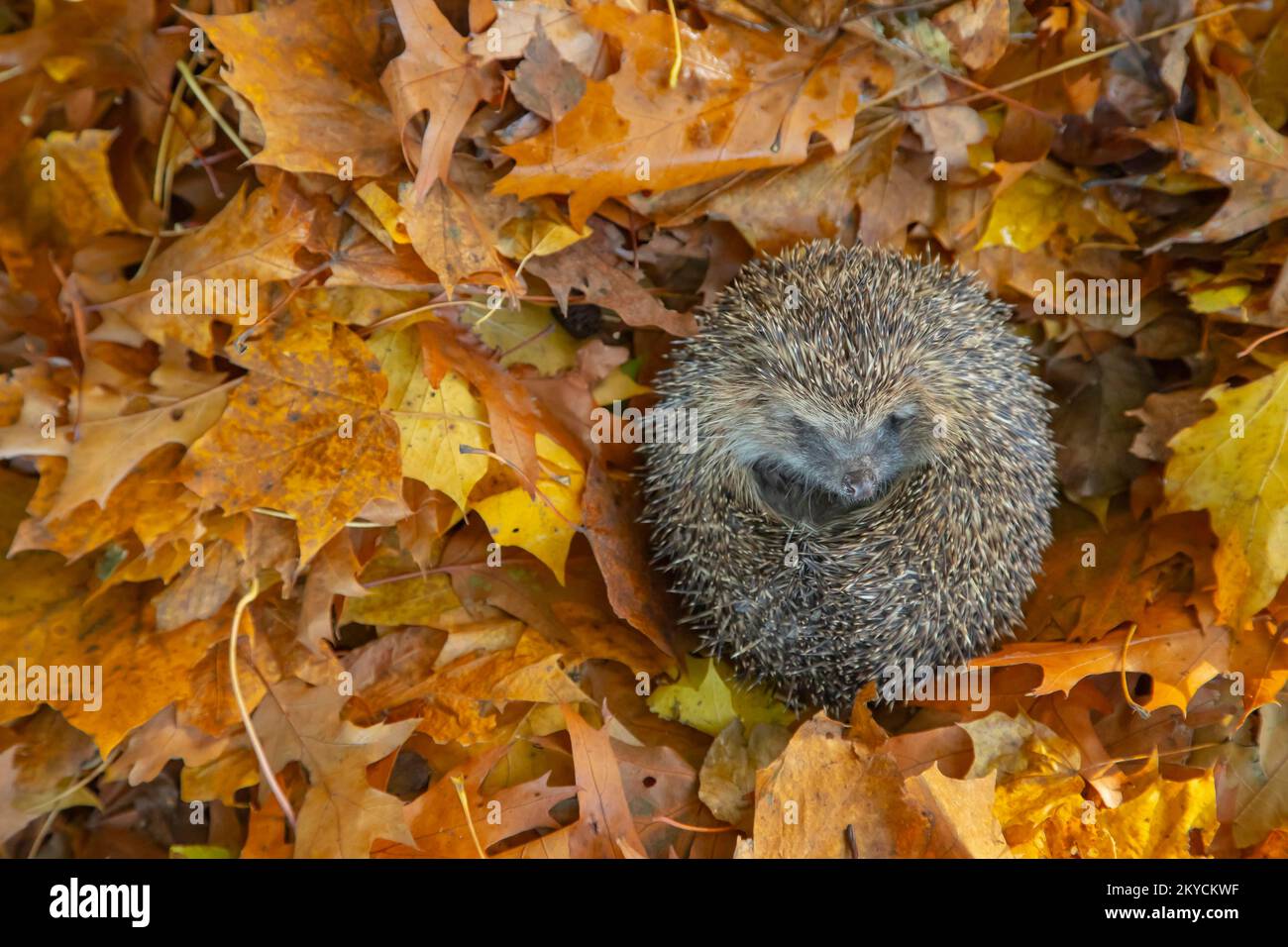 European hedgehog (Erinaceus europaeus) adult animal resting on fallen ...