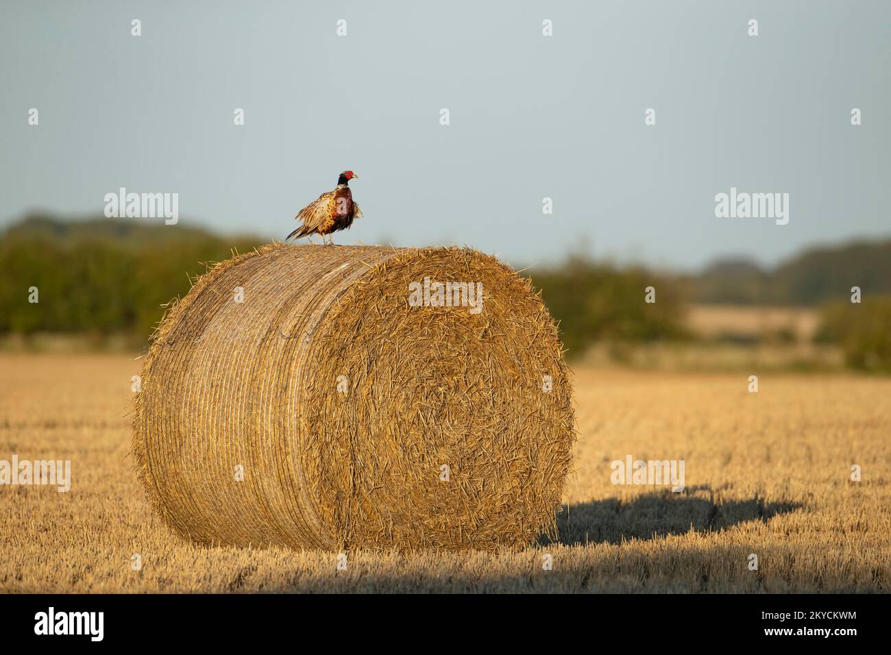 Ring necked pheasant in environment hi-res stock photography and images ...