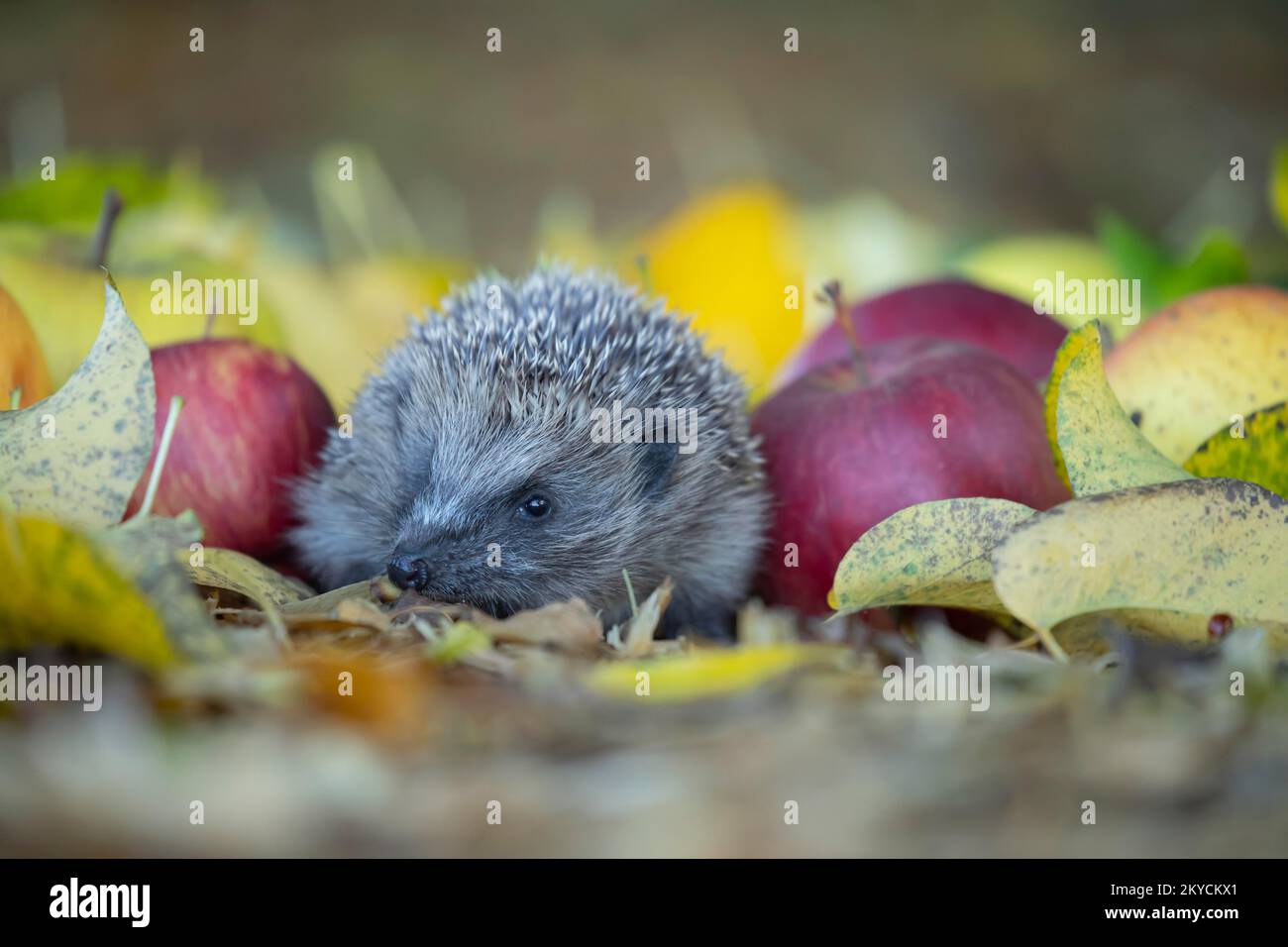 European hedgehog (Erinaceus europaeus) adult animal amongst fallen ...