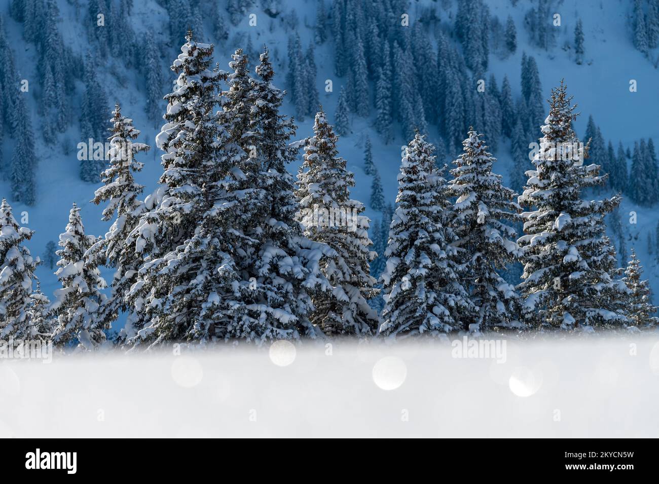 Snow winter landscape fir tree hi-res stock photography and images - Alamy