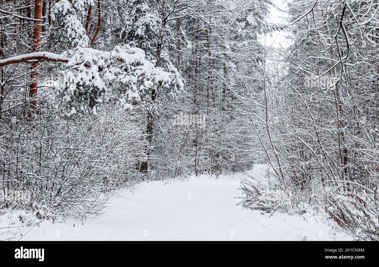 Lovely winter forest. Trees and bushes covered in snow. Ski track on a ...