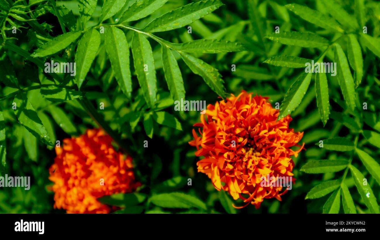 Beautiful stunning marigold flowers hi-res stock photography and images ...