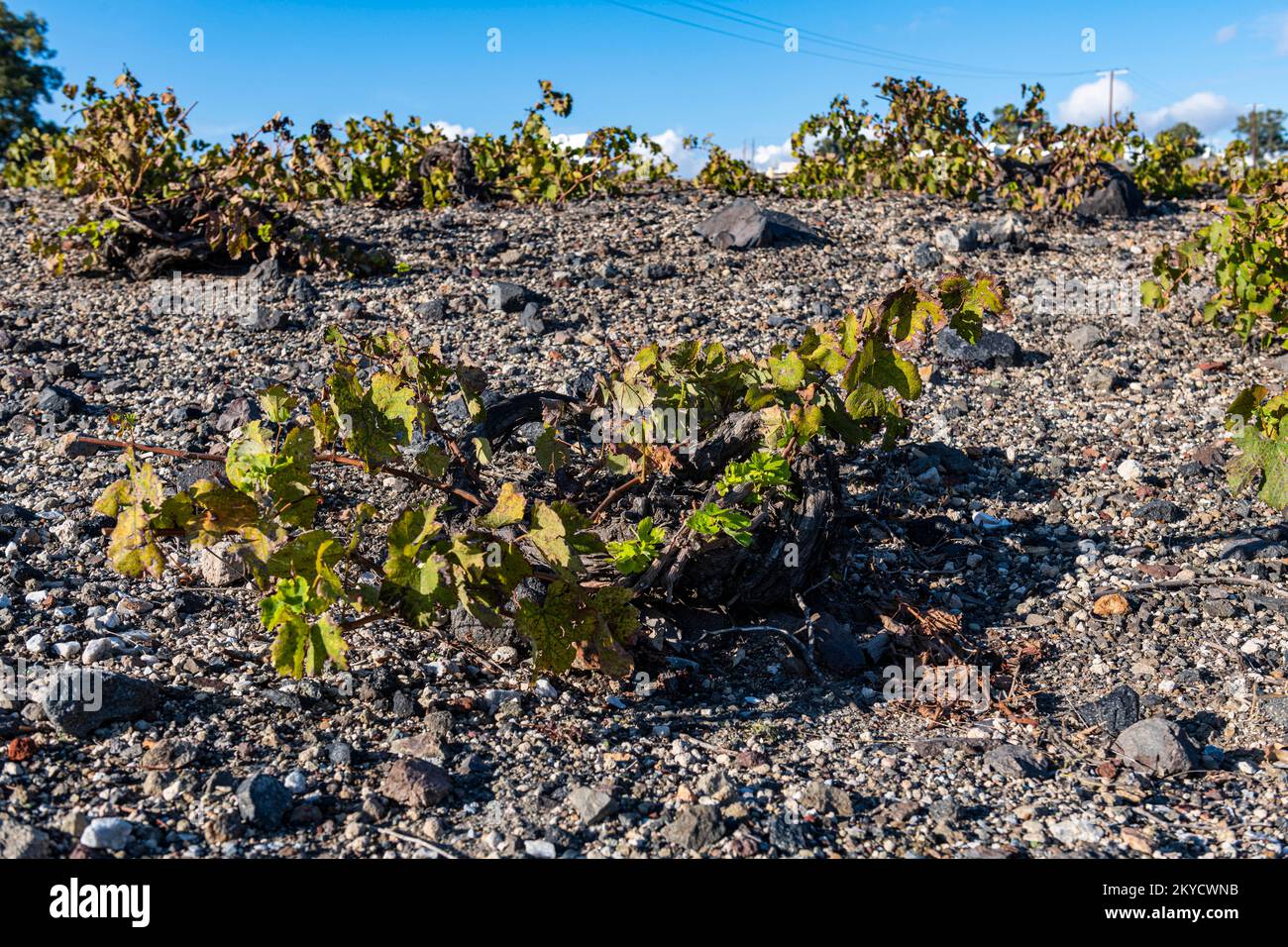 Grape plants, Megalochori, Santorini, Greece Stock Photo - Alamy