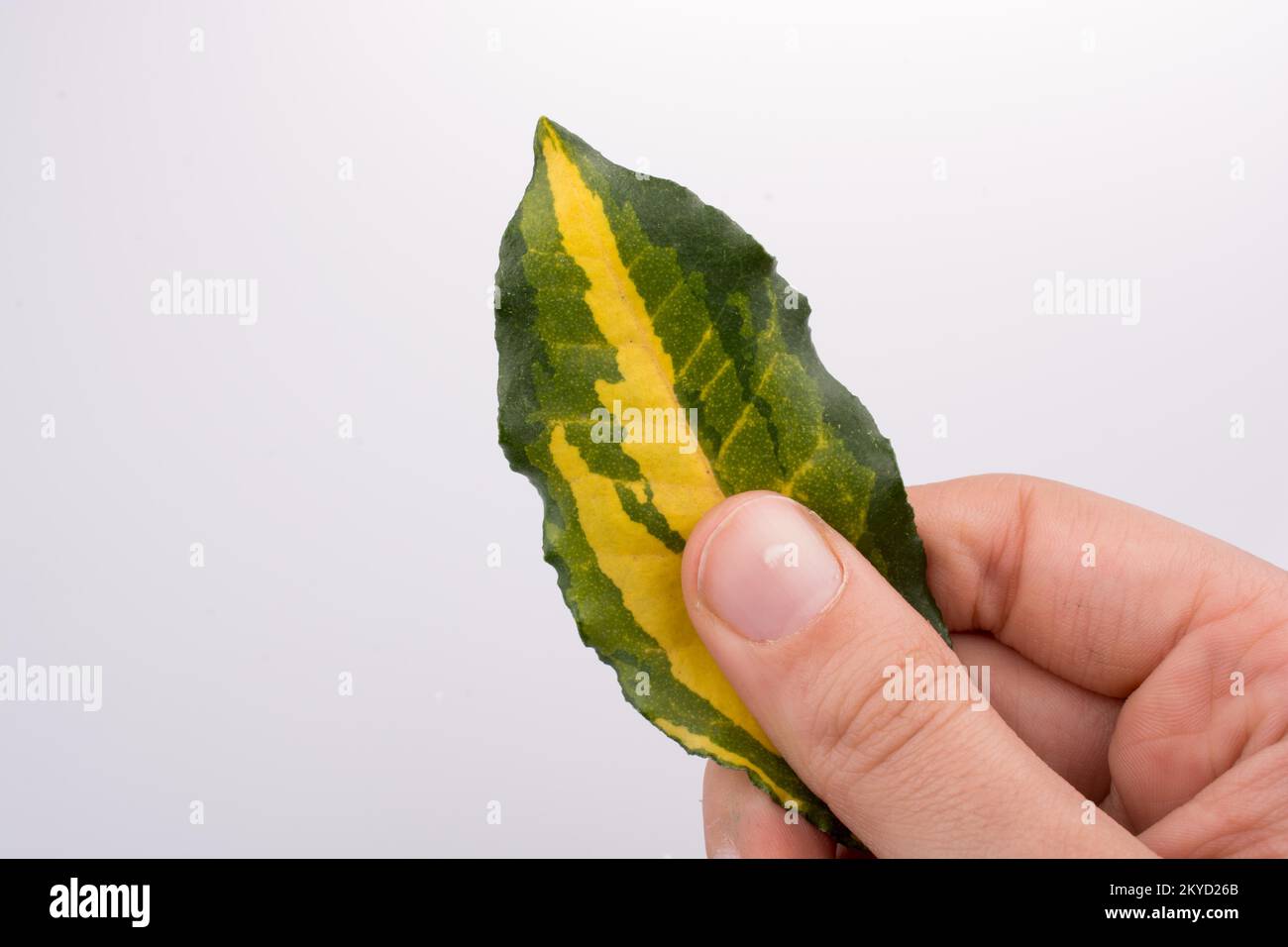 Hand holding a green leaf in hand on a white background Stock Photo - Alamy