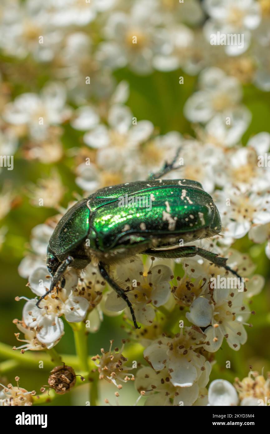 Picture of an insect sitting on a flower petal Stock Photo - Alamy