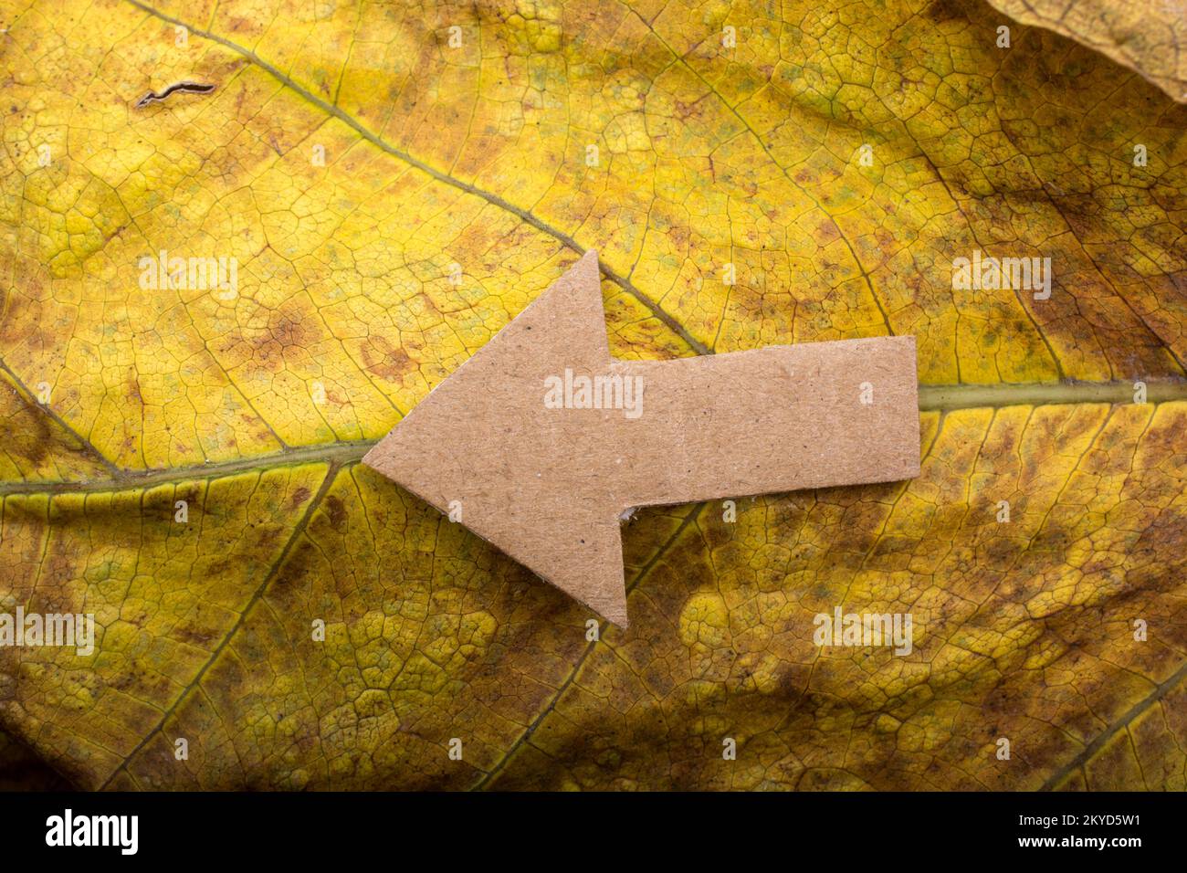 Arrow cut out of brown paper on dry leaf Stock Photo - Alamy