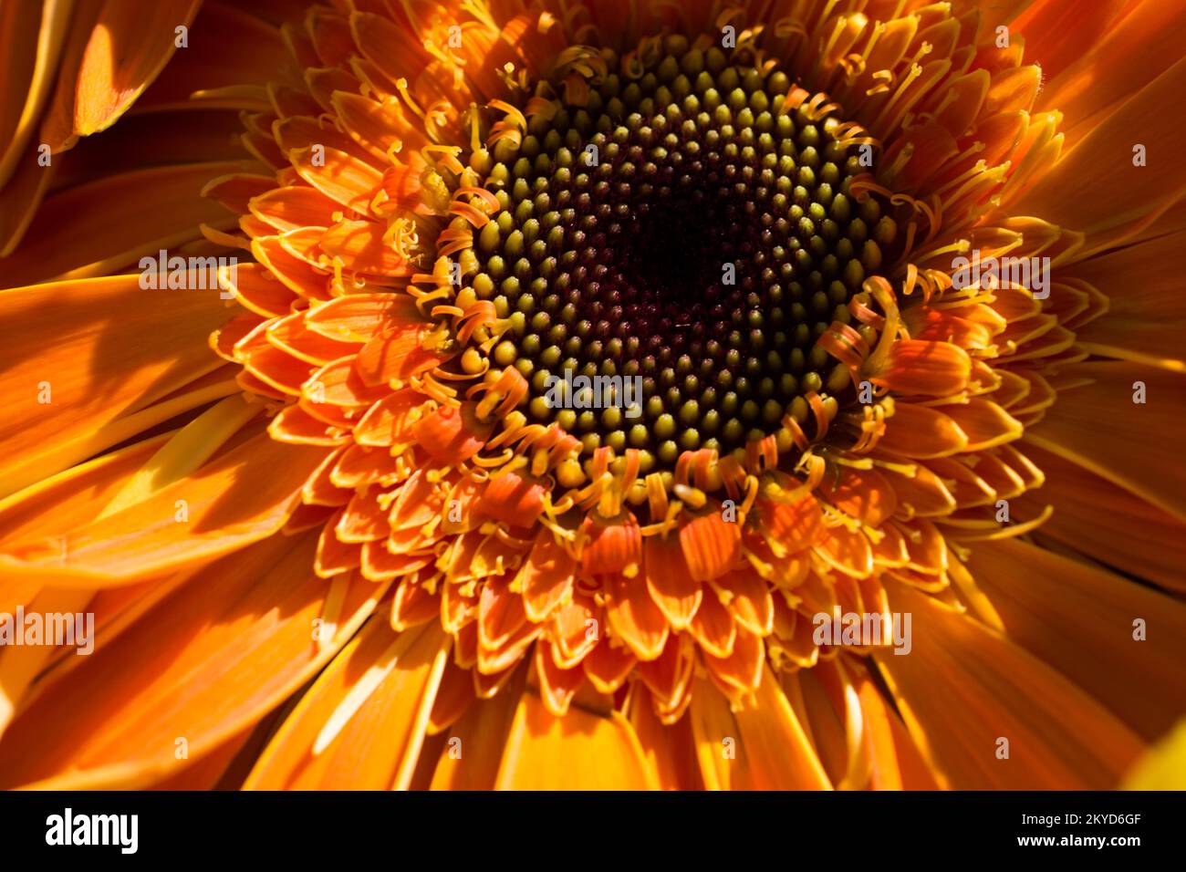 Beautiful colorful natural spring flowers in macro view Stock Photo - Alamy