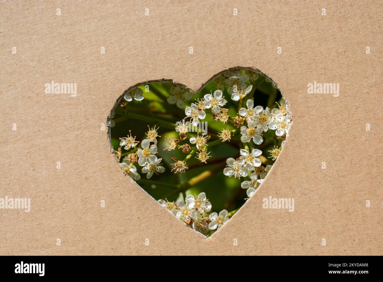 Flowers seen through heart shape cut out of cardboard Stock Photo - Alamy