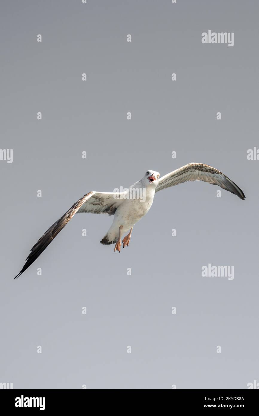 Single seagull flying in a blue sky background Stock Photo - Alamy