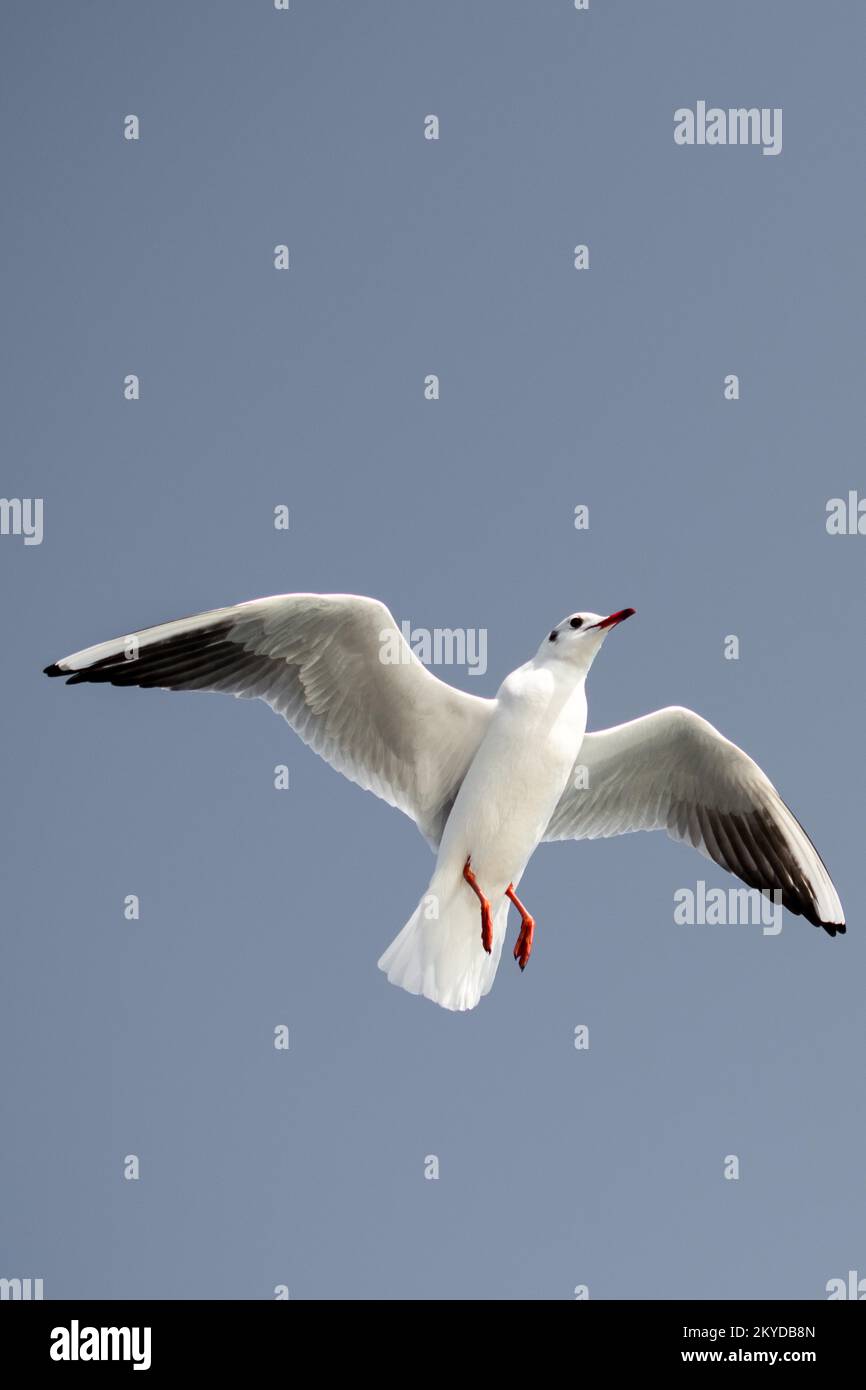 Single seagull flying in a blue sky background Stock Photo - Alamy